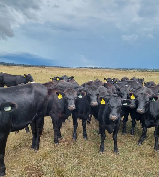 CERES RANCHER Tag - 4Tags.co.za